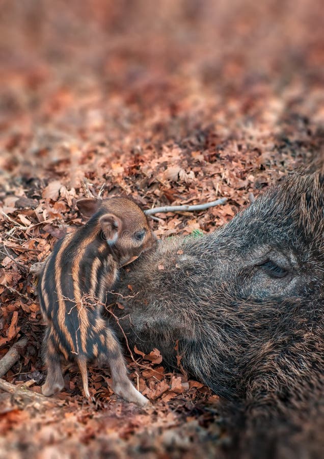 Wild Boar Family in a Deciduous Forest in Spring Stock Image - Image of ...