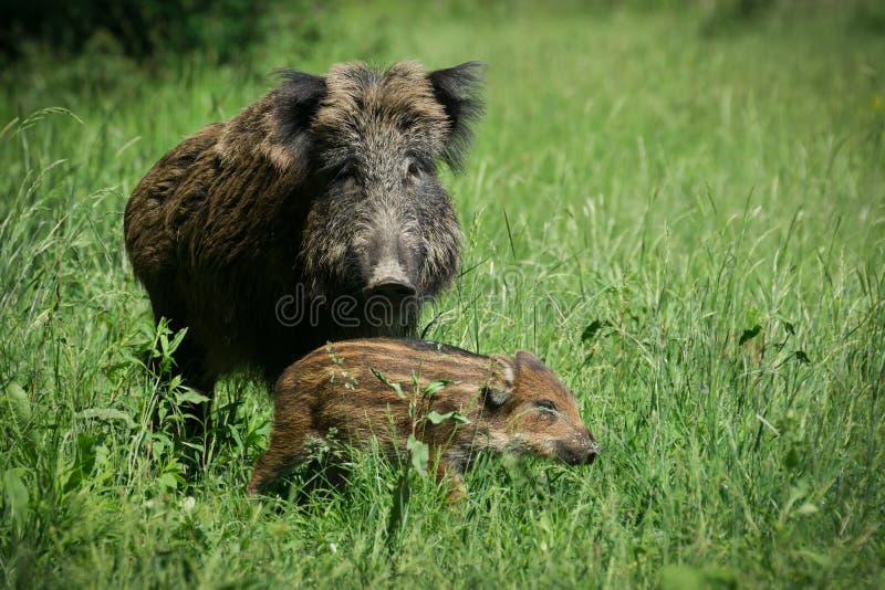 Wild boar family stock photo. Image of danger, breed - 54838478