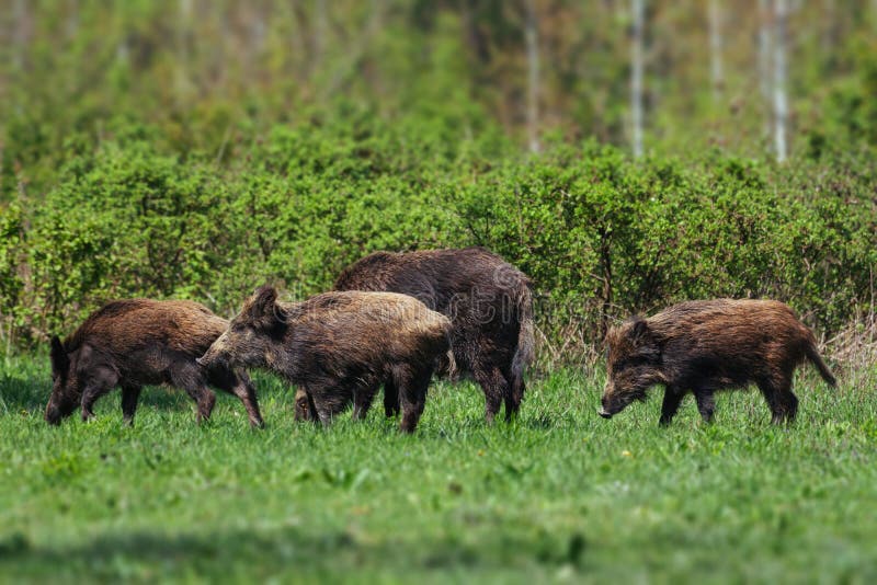 A Wild Boar Family on Green Glade Stock Photo - Image of nature, animal ...