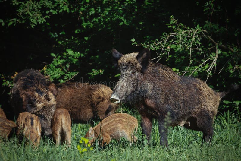 Wild boar family stock image. Image of closeup, light - 118213885