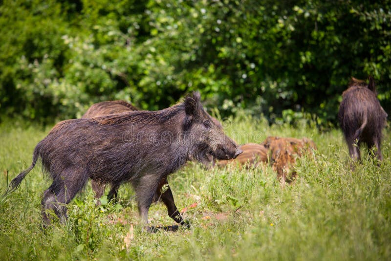 Wild boar family stock image. Image of wild, omnivores - 31304657