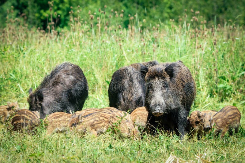Wild boar family stock image. Image of environment, closeup - 74325931