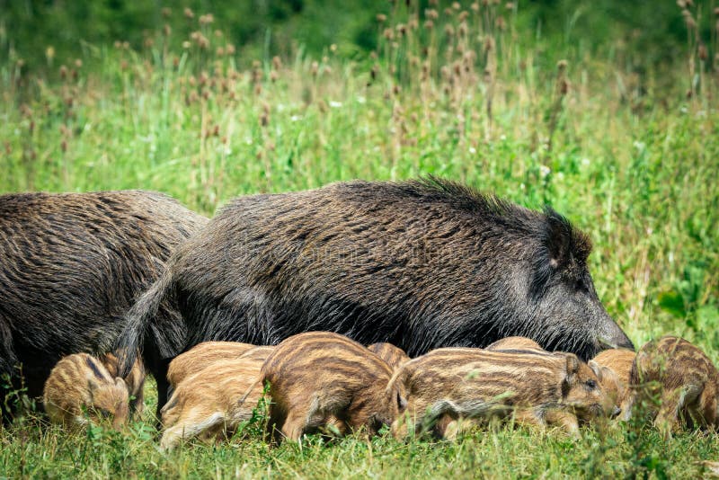 Wild boar family stock image. Image of outside, light - 74325983