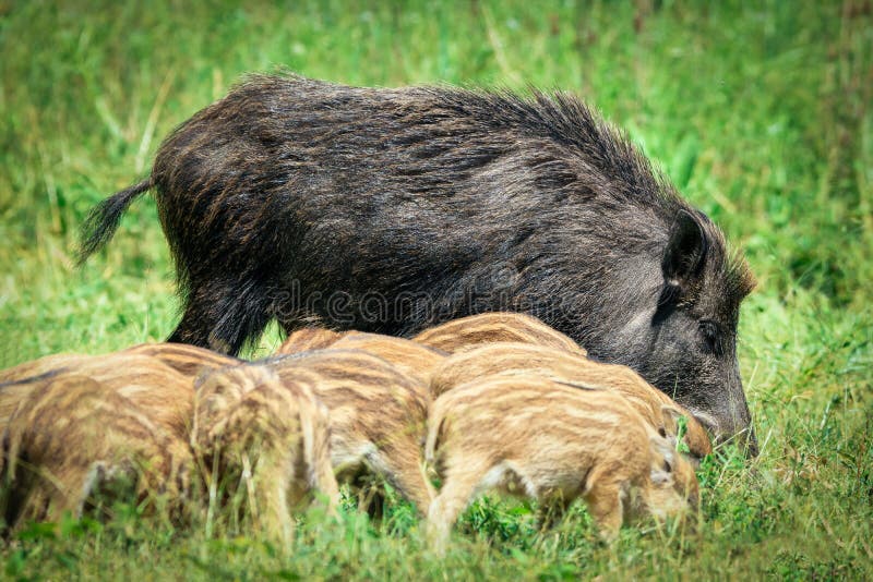 Wild boar family stock image. Image of protection, outdoor - 74326231
