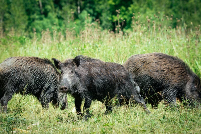 Wild boar family stock image. Image of breed, outdoor - 74326289