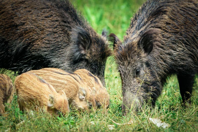 Wild boar family stock photo. Image of frosty, group - 74327232