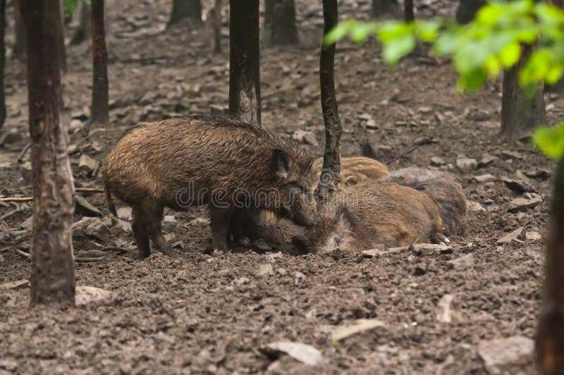 Wild boar family stock photo. Image of range, dirt, omnivores - 31785238