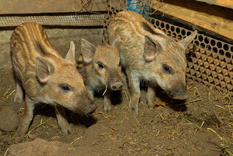 Wild boar. stock photo. Image of nature, domestic, wildlife - 59626794