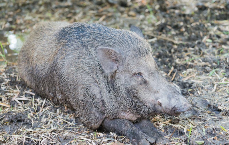 Wild boar in farm stock image. Image of outdoor, farms - 59888905