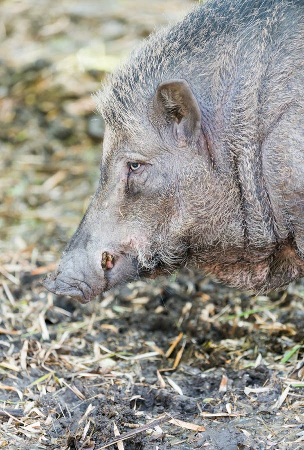 Wild boar in farm stock photo. Image of head, wild, outdoor - 59888970