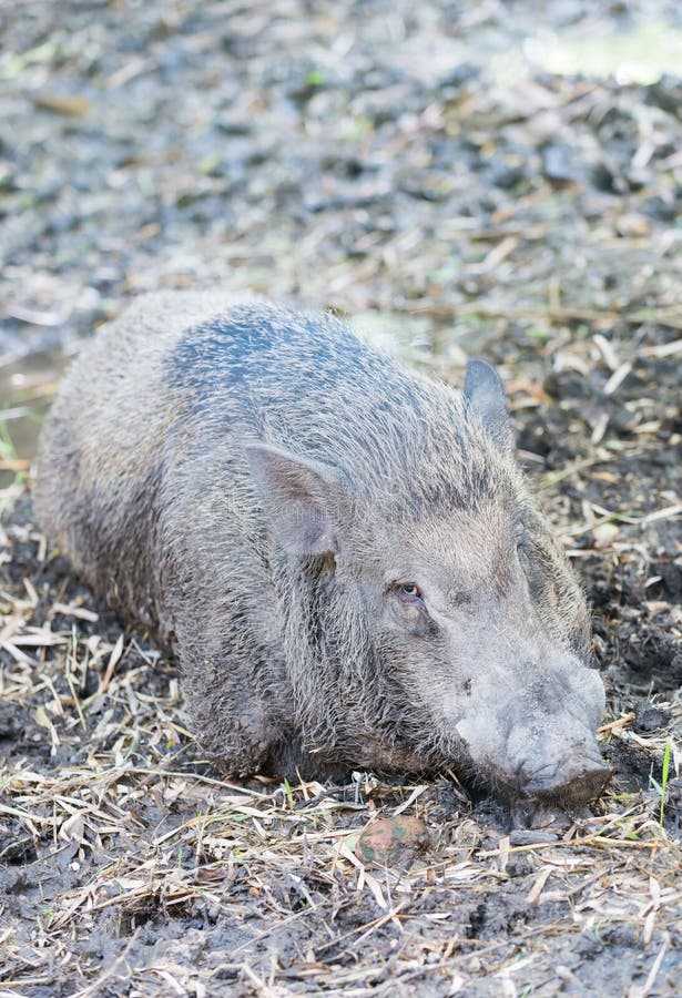 Wild boar in farm stock image. Image of wildlife, hair - 59889039