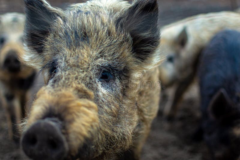 Wild pigs stock photo. Image of wild, grass, swine, brown - 141284076