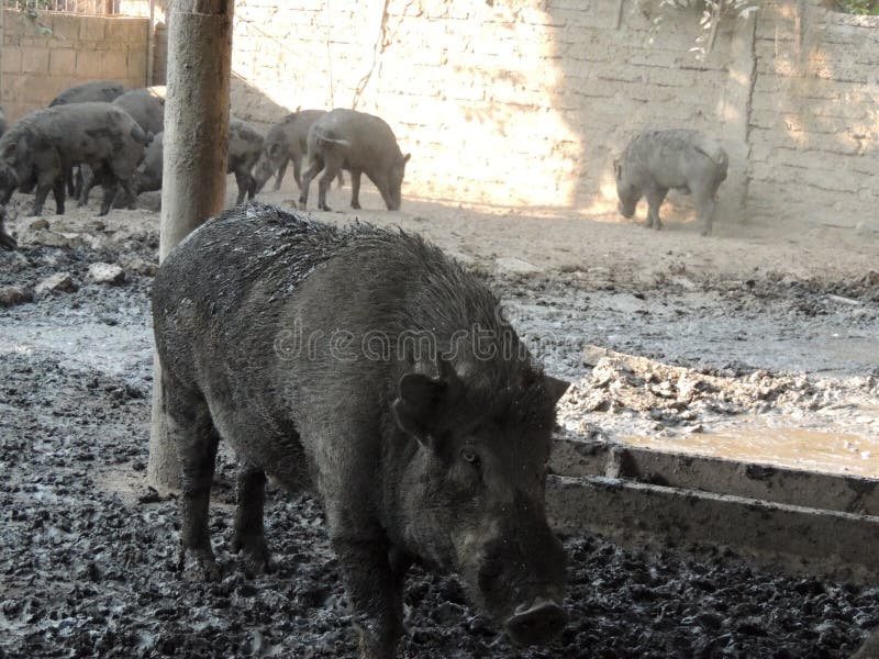 Wild Boar in Farm, Thailand. Stock Image - Image of dirty, hair: 114766479