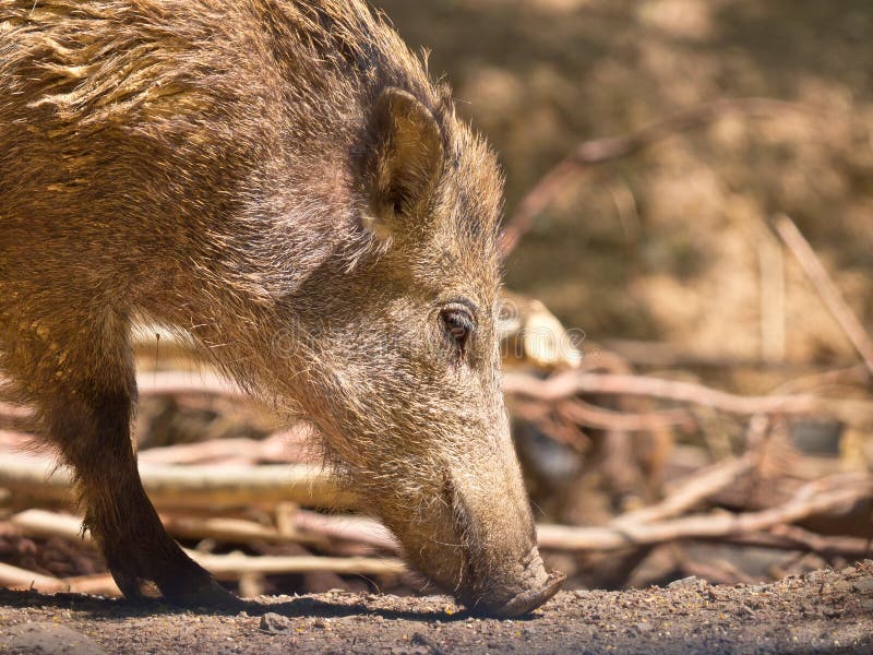 Wild boar female stock photo. Image of boar, mammal, teeth - 28649116