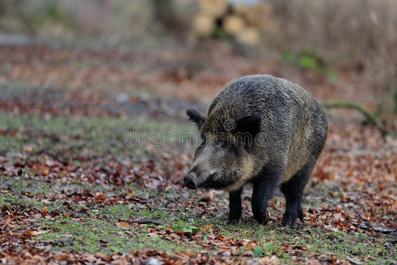 Wild Boar Female in the Forest Stock Image - Image of careful, powerful ...