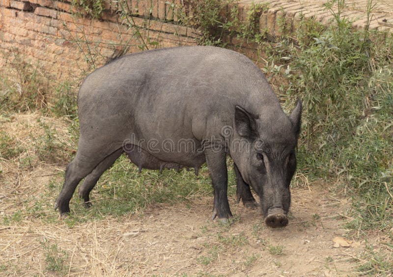 Wild boar female grazing stock image. Image of mountain - 190554189