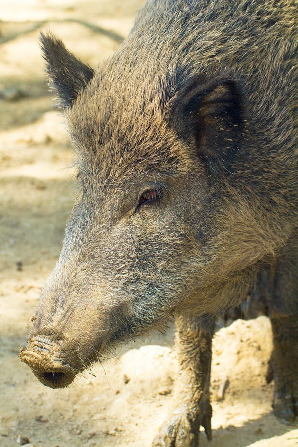 Wild Boar Female (Sus Scrofa) Stock Photo - Image of clearing, mammal ...