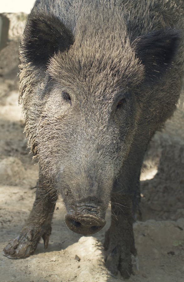 Wild Boar Female (Sus Scrofa) Stock Photo - Image of bristles ...