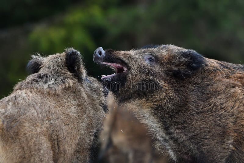 Boar Closeup stock image. Image of wildlife, snout, livestock - 3163785