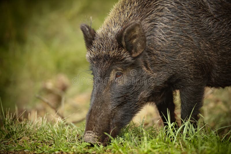 Wild Boar Foraging for Acorns Stock Photo - Image of wild, trees: 33988924