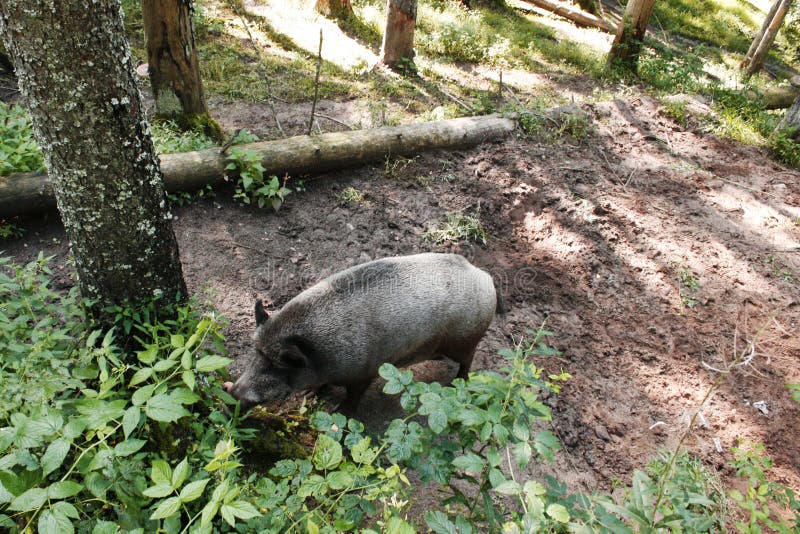 Wild boar stock photo. Image of running, unit, walking - 58913706