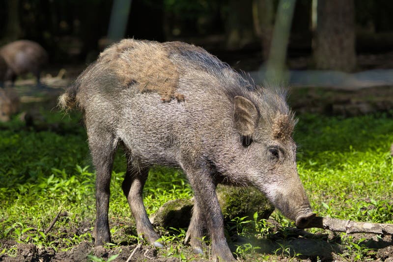 Wild Boar Foraging in a Forest Clearing with Sunlight Filtering through ...