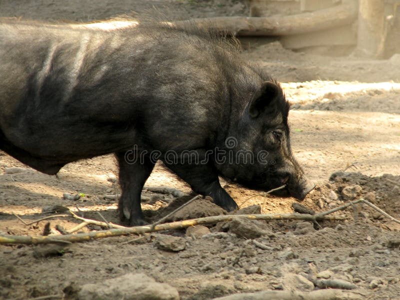 Wild boar stock image. Image of boar, fang, hoof, hair - 33779745