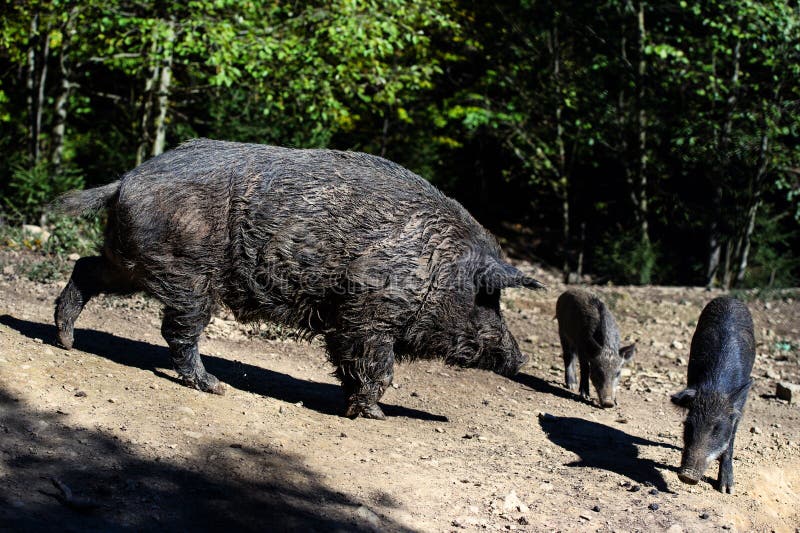 Wild boar in forest stock image. Image of mammal, forest - 148358087