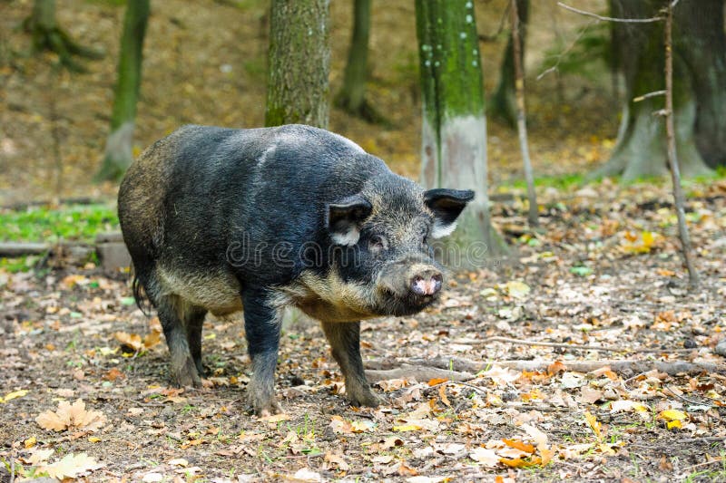 Wild boar in forest stock image. Image of green, hunt - 166191569