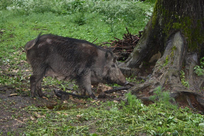 Wild boar stock photo. Image of eber, shoat, boar, mother - 40834662