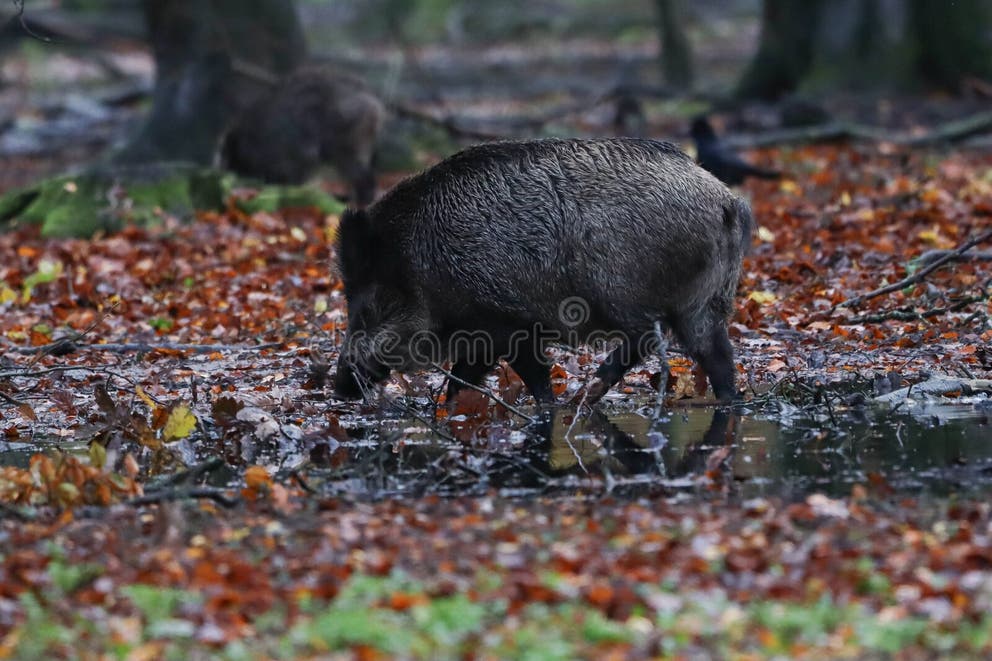 Wild boar stock image. Image of biology, pigs, autumn - 327863207