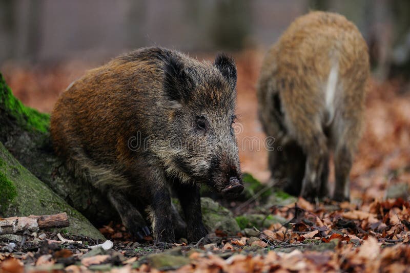 Wild Boar in the Forest, Autumn Stock Photo - Image of hunting, family ...
