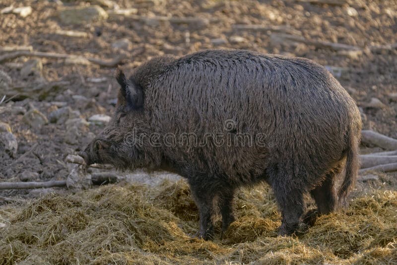 Boar stock image. Image of wildlife, boar, wild, nature - 112323601