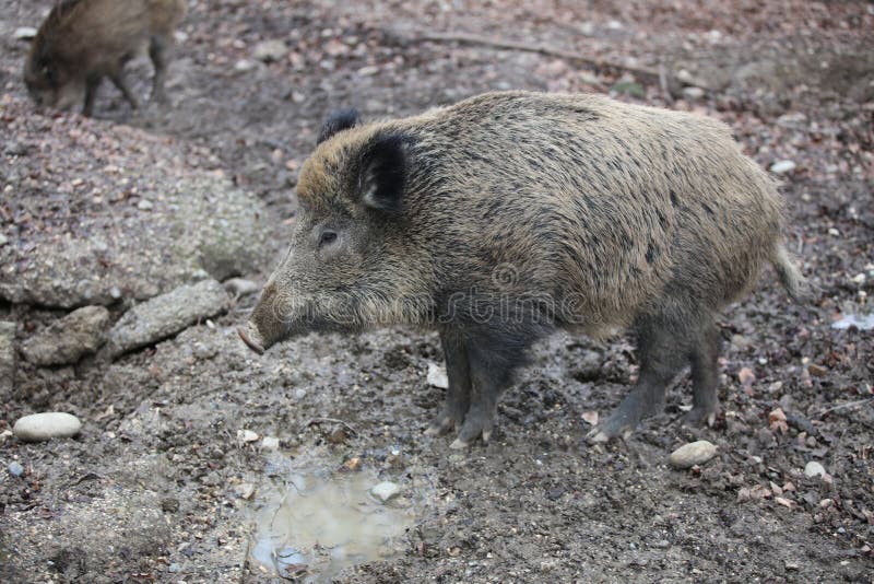Wild Boar in the Forest. Germany Stock Image - Image of strength ...