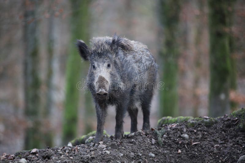 Wild Boar in the Forest. Germany Stock Photo - Image of wild, themes ...