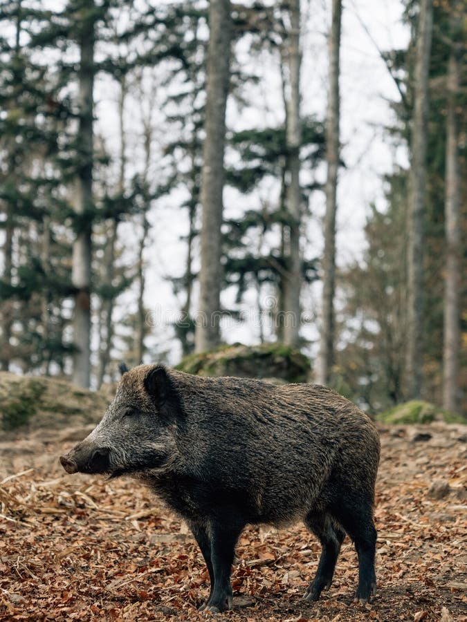 Wild boar in the forest stock photo. Image of peccary - 162926096