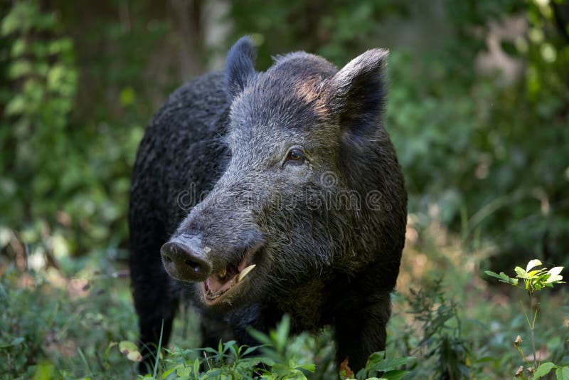 482 Boar Mouth Stock Photos - Free & Royalty-Free Stock Photos from ...