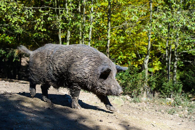 Wild boar in forest stock photo. Image of hunting, environment - 69851018