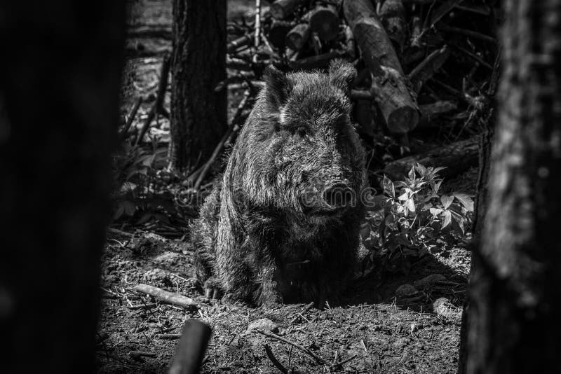 158 Sitting Wild Boar Stock Photos - Free & Royalty-Free Stock Photos ...