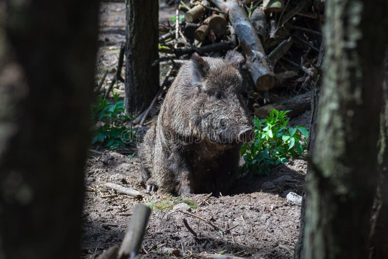 Wild boar in the forest stock image. Image of nature - 182377401