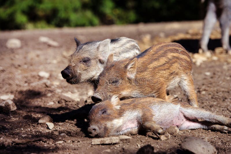 Wild Boar in Forest. Summer Day Stock Image - Image of autumn, nature ...