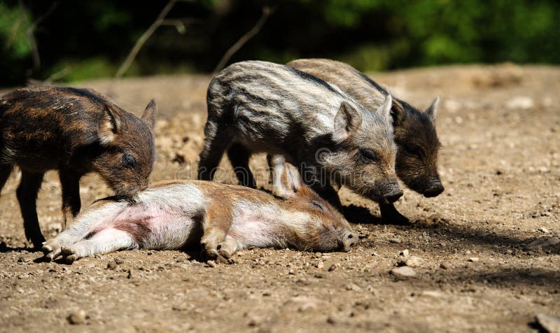 Wild Boar in Forest. Summer Day Stock Photo - Image of grass, wildlife ...
