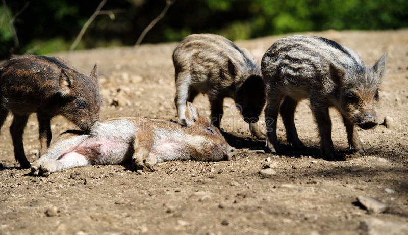 Wild Boar in Forest. Summer Day Stock Image - Image of summer, autumn ...