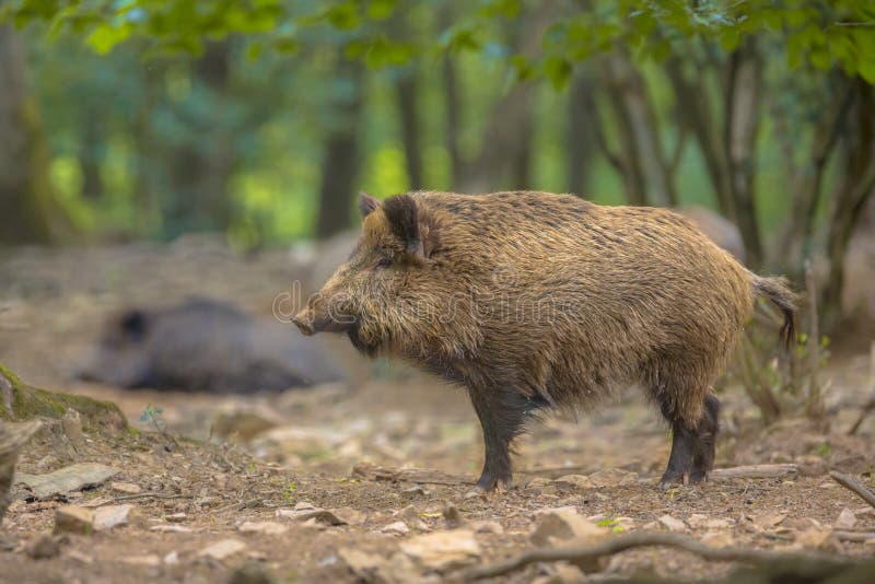 Wild boar in the forest stock photo. Image of posbank - 79336536