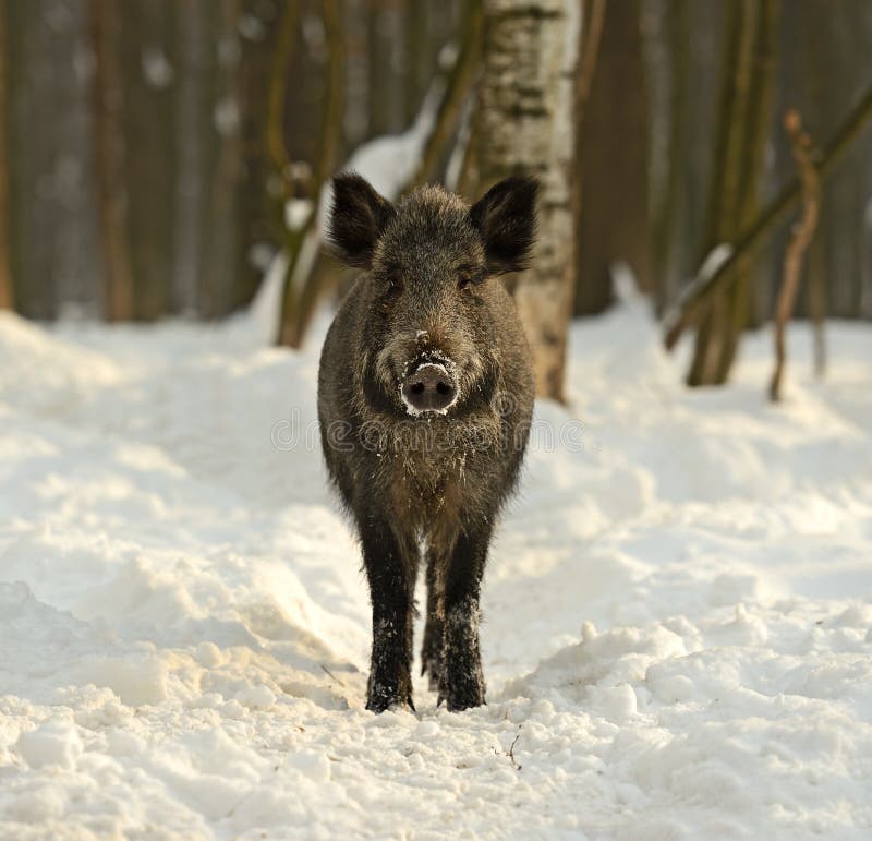 Wild-boar 2. stock image. Image of nature, wild, cold, snow - 555967