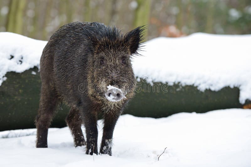 Wild Boar in the Forest, Winter Stock Image - Image of little, boar ...