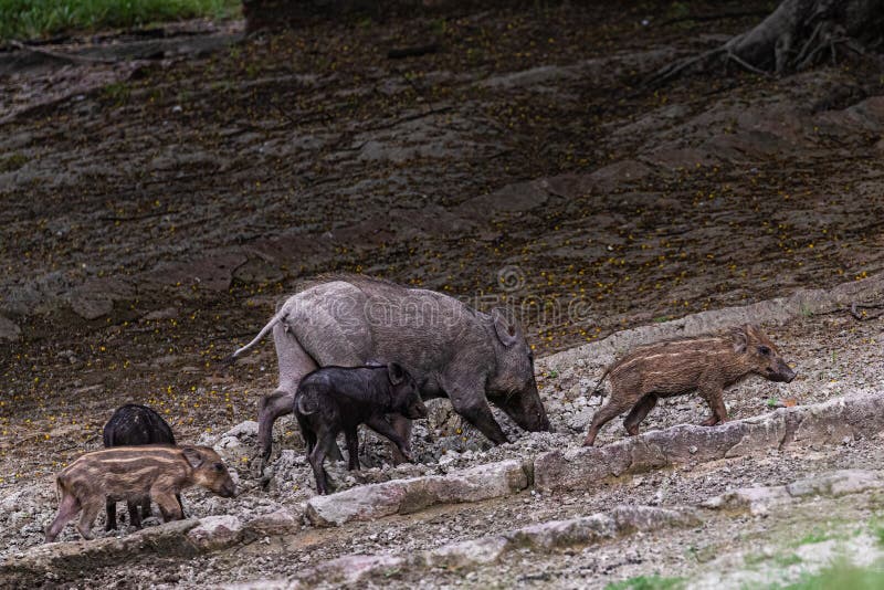 A Wild Boar stock photo. Image of land, grass, wilderness - 284178572