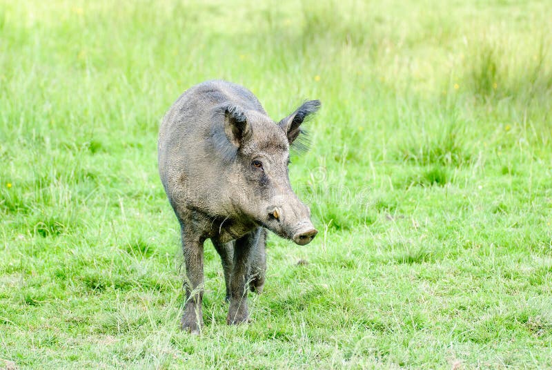 Wild boar stock image. Image of frontal, biology, beast - 35295447