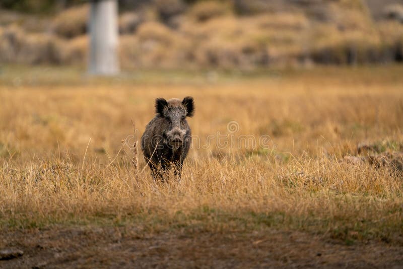 Wild Boar in a Grassy Field Under the Sunlight with a Blurry Background ...