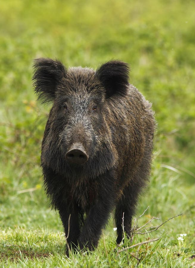 Wild boar in grass stock image. Image of colorful, light - 20670701
